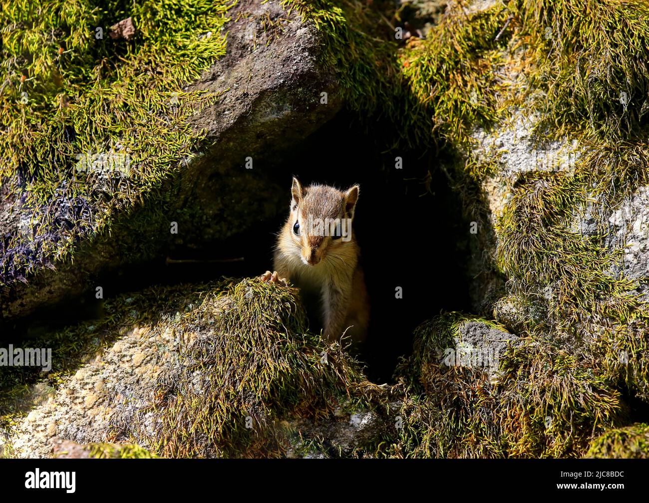 A cute squirrel shows off its tricks while moving between the crevices ...