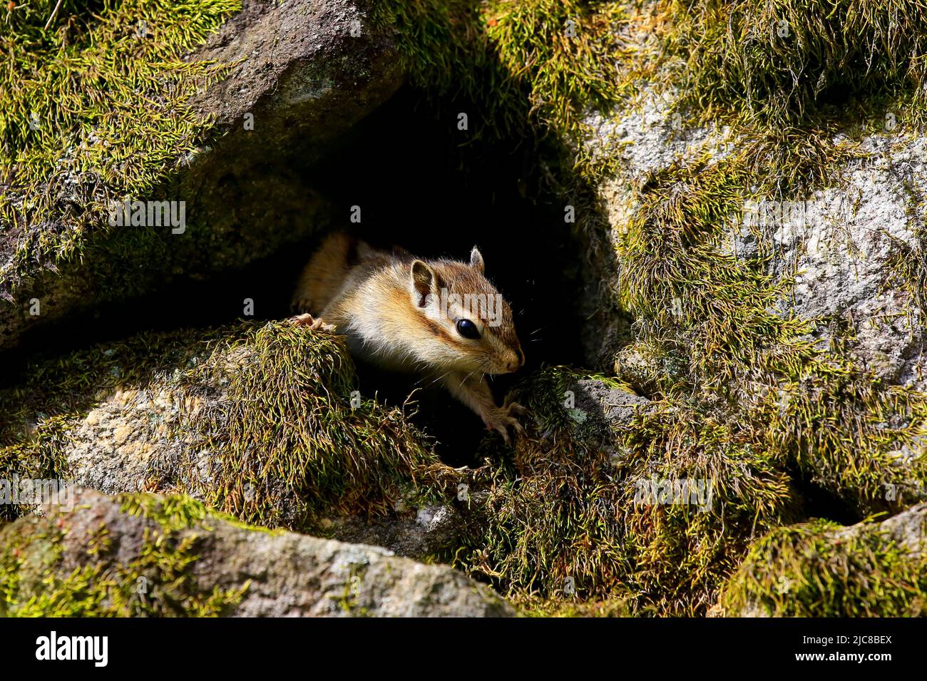 A cute squirrel shows off its tricks while moving between the crevices ...