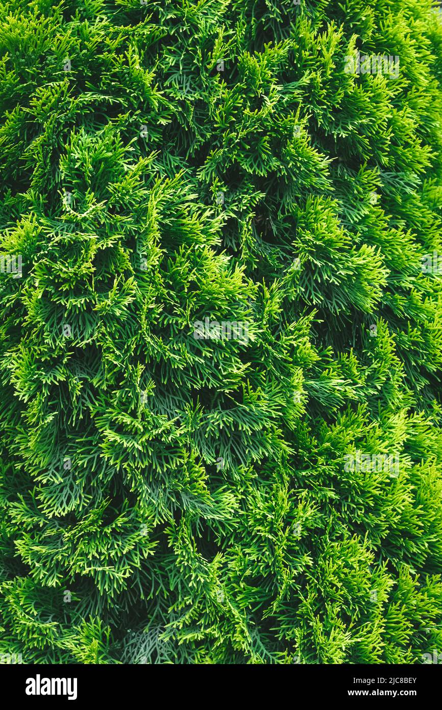 Cedar texture hi-res stock photography and images - Alamy