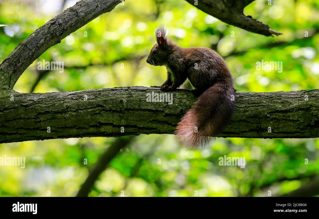 Cute moments of wild squirrels Stock Photo - Alamy