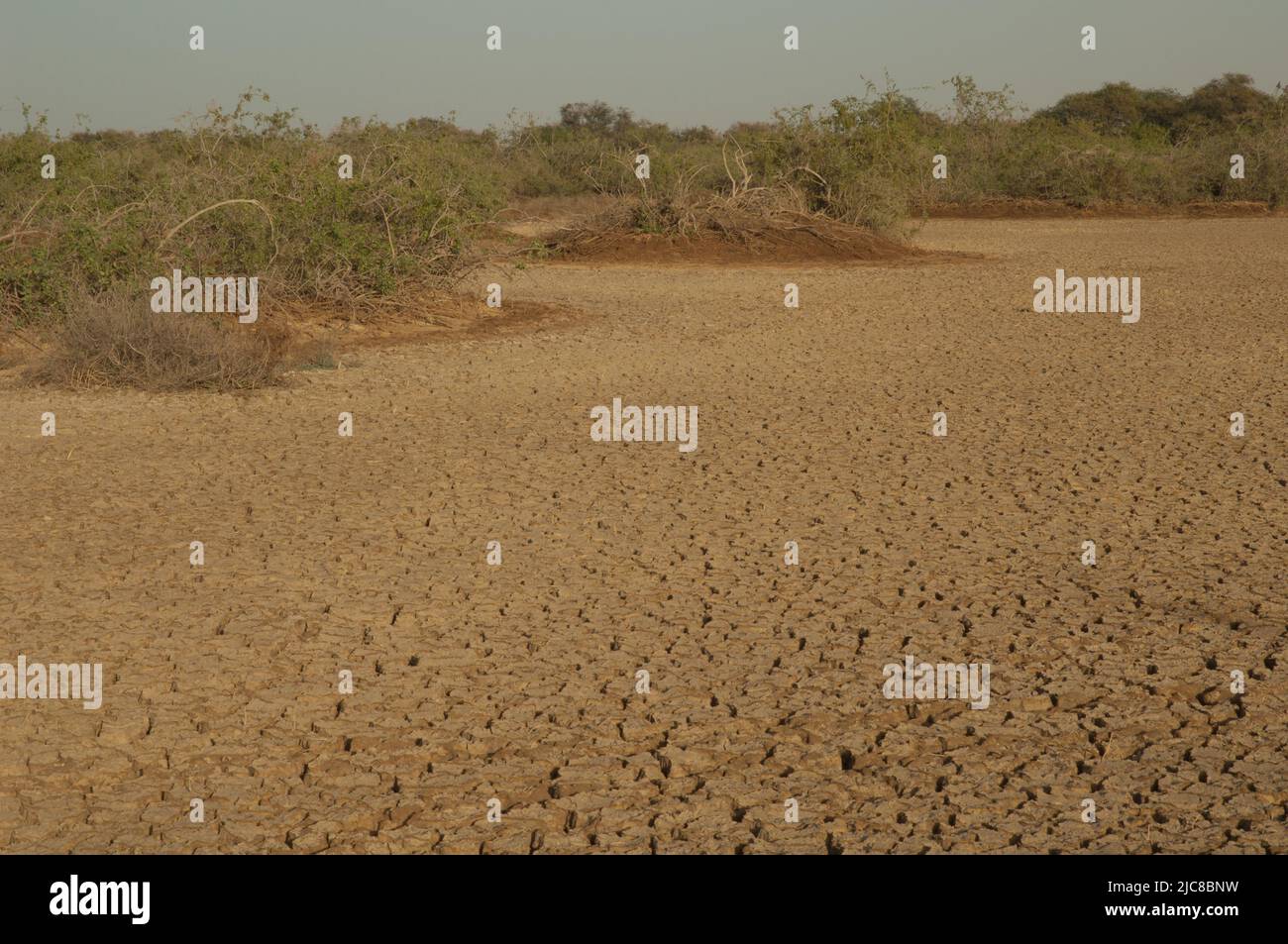 Dry lagoon and scrubland in the Oiseaux du Djoudj National Park. Saint ...
