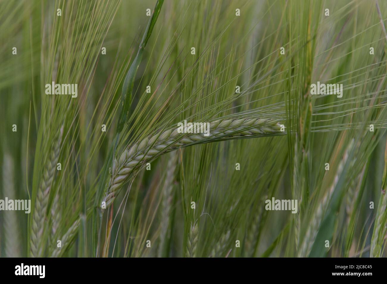 Barley corns hi-res stock photography and images - Alamy