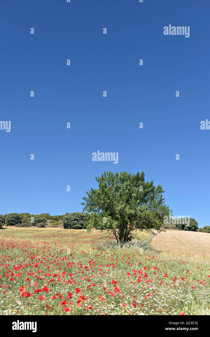 Red poppy flowers in the field. Meadow of wildflowers with poppies ...