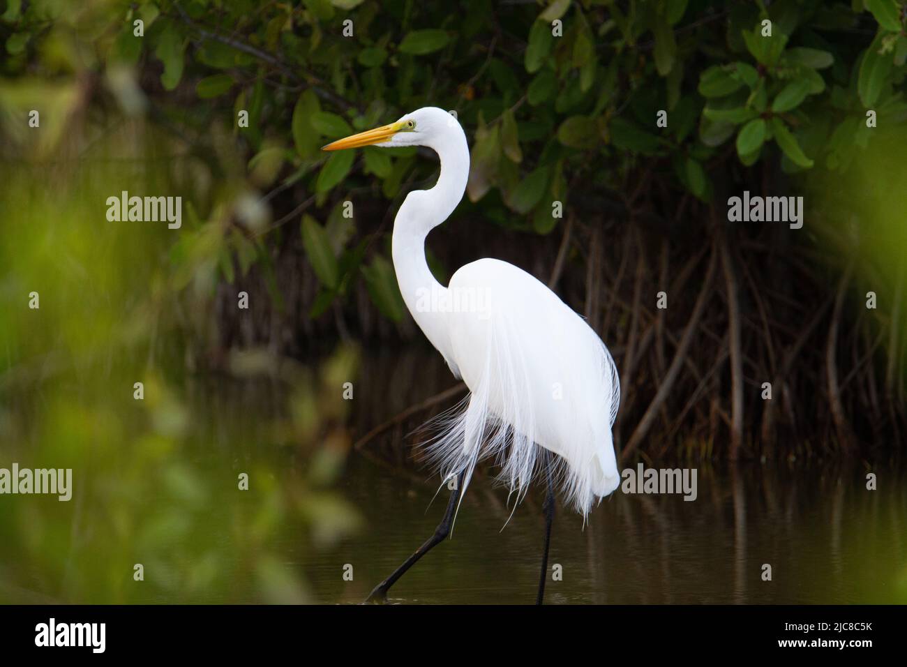 Great egret (Ardea alba) great egret walking in a swamp with mangroves ...