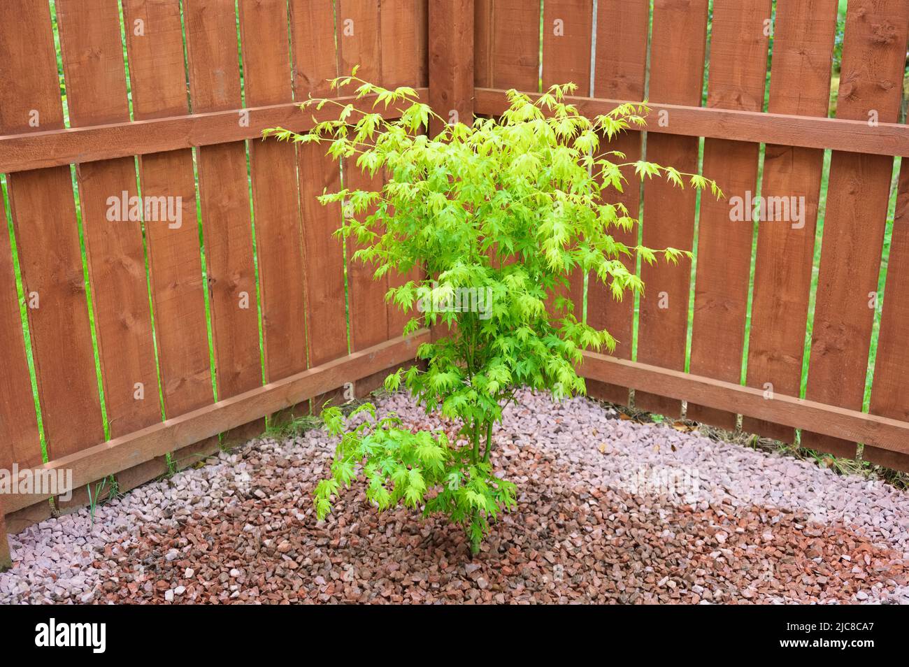 Red maple tree seedling hi-res stock photography and images - Alamy