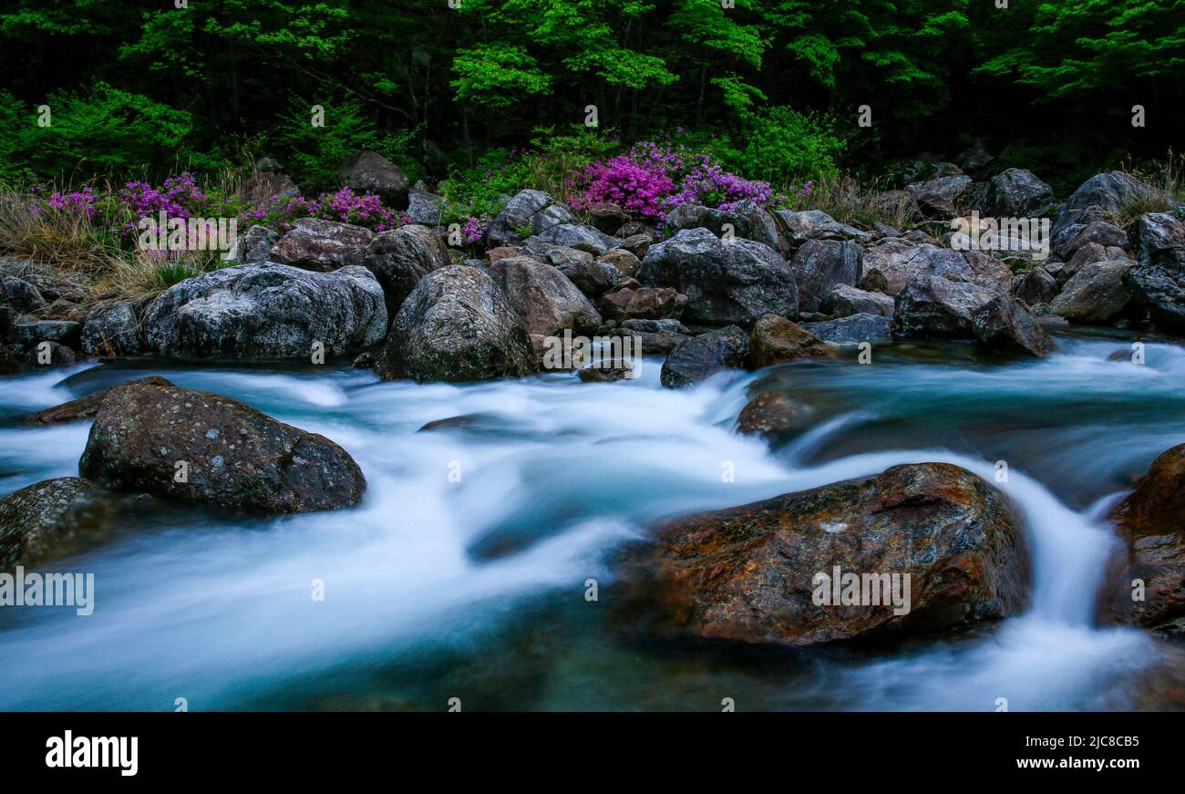 Jirisan azalea hi-res stock photography and images - Alamy