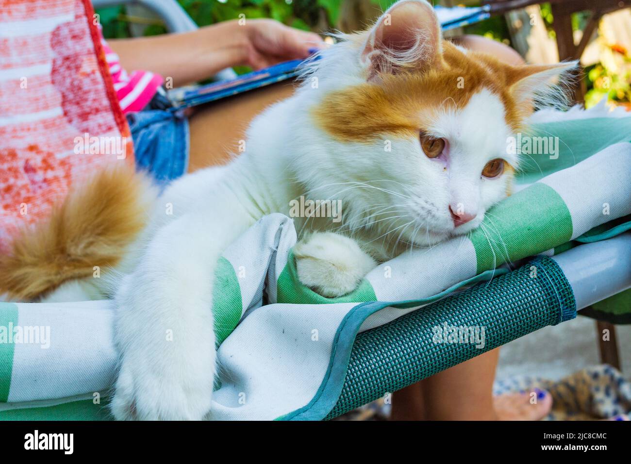 Cute little kitten relaxing on a garden swing Stock Photo - Alamy