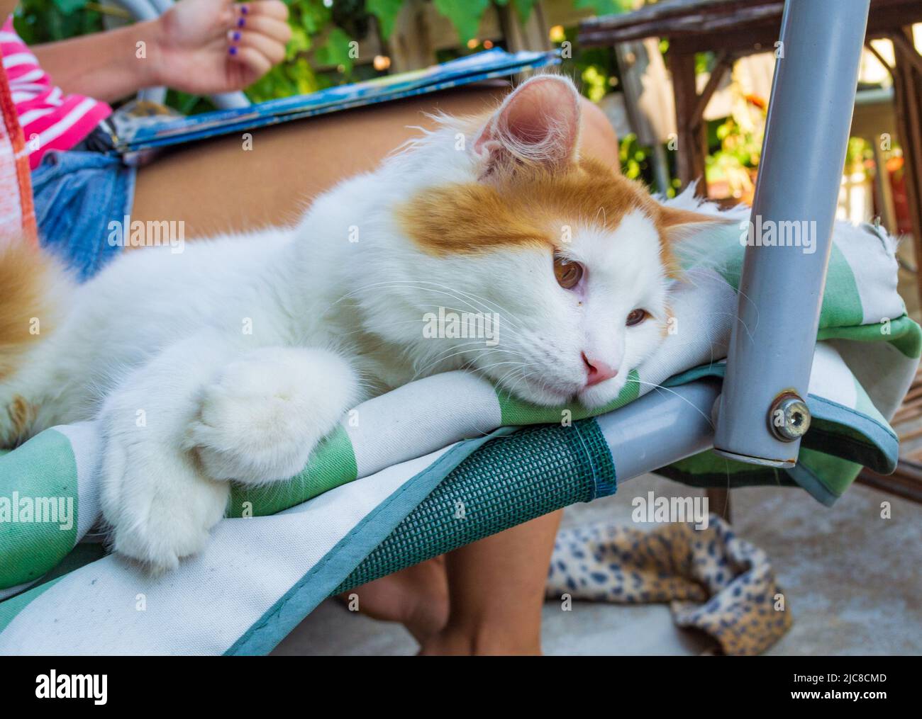 Cute little kitten relaxing on a garden swing Stock Photo - Alamy