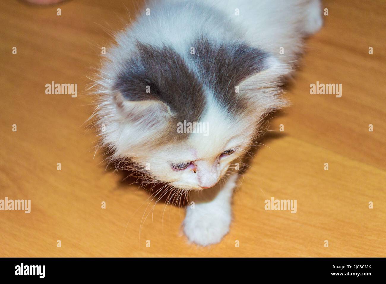 Cute little white Persian kitten in a room Stock Photo - Alamy