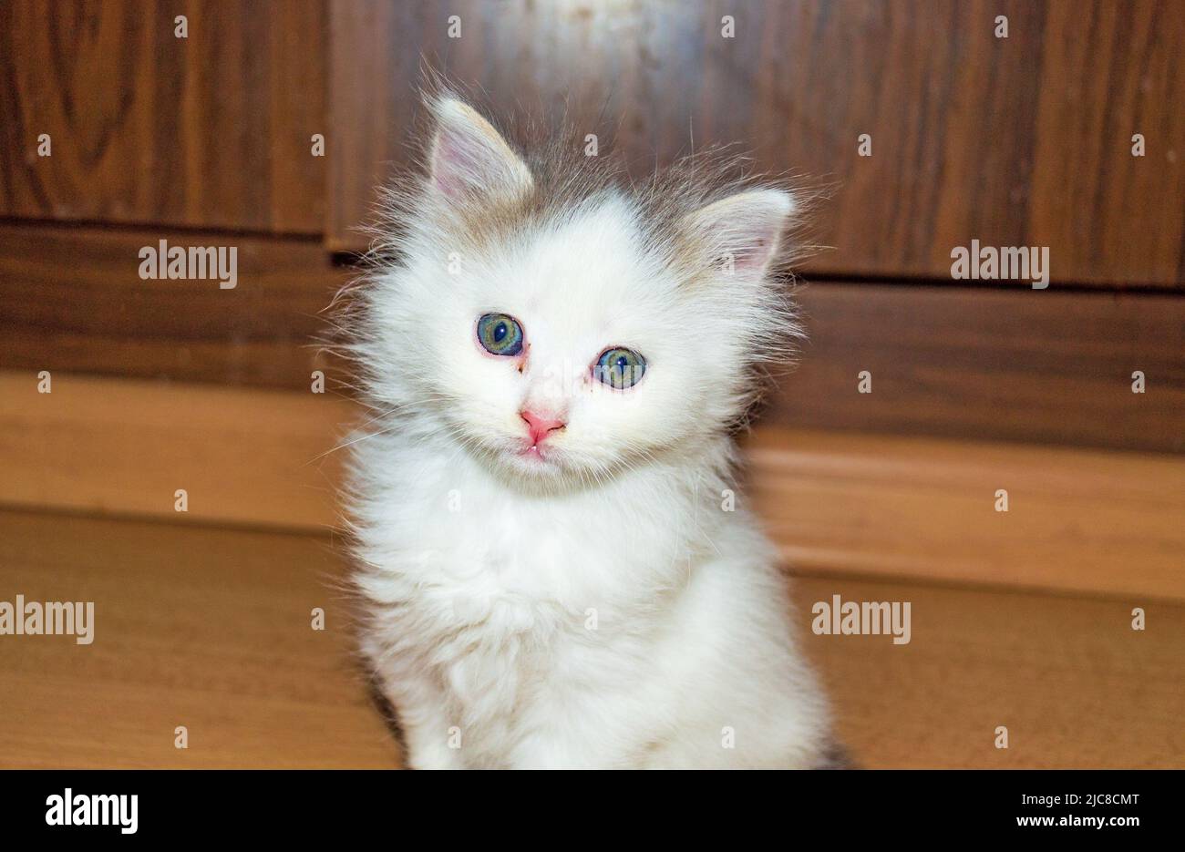 Cute little white Persian kitten in a room Stock Photo - Alamy