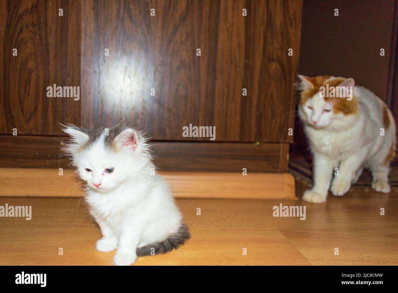 Cute little white Persian kitten in a room Stock Photo - Alamy