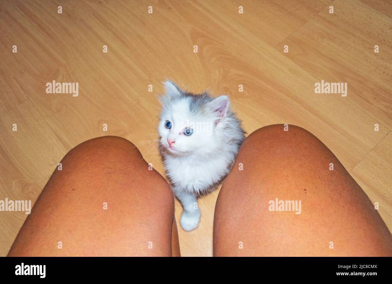 Cute little white Persian kitten in a room Stock Photo - Alamy