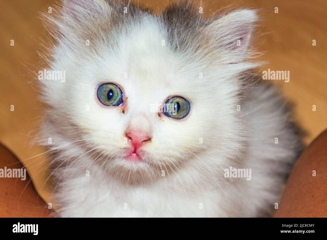 Cute little white Persian kitten in a room Stock Photo - Alamy