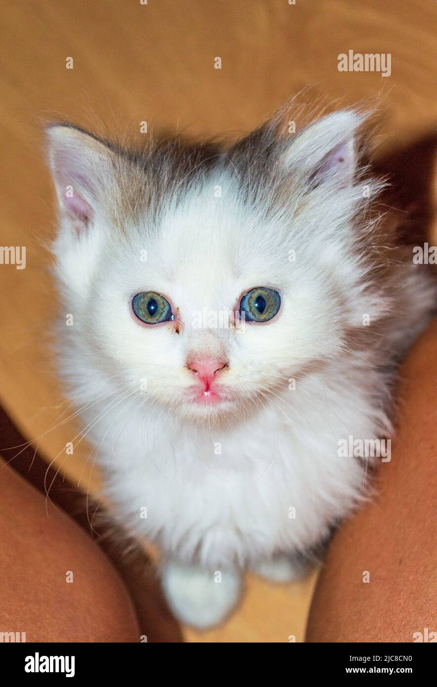 Cute little white Persian kitten in a room Stock Photo - Alamy