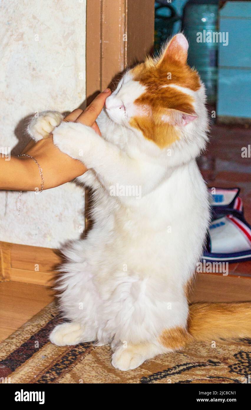 Cute little white Persian kitten in a room Stock Photo - Alamy