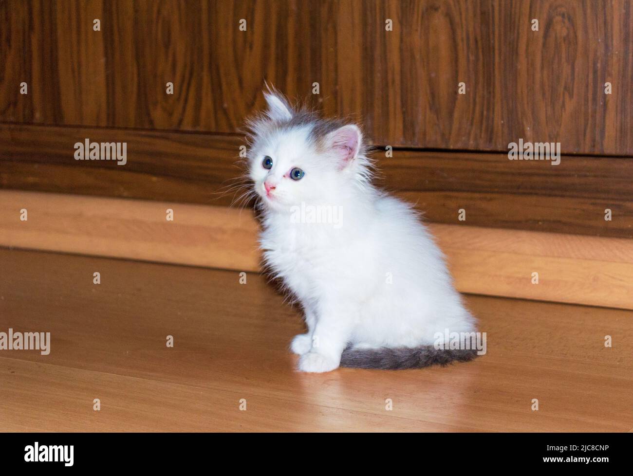 Cute little white Persian kitten in a room Stock Photo - Alamy