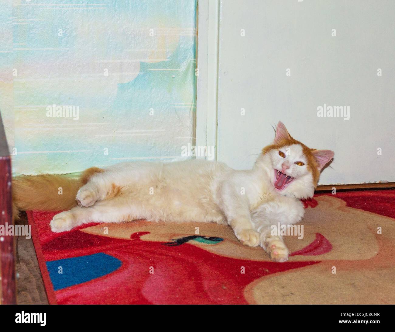 Cute little white Persian kitten in a room Stock Photo - Alamy