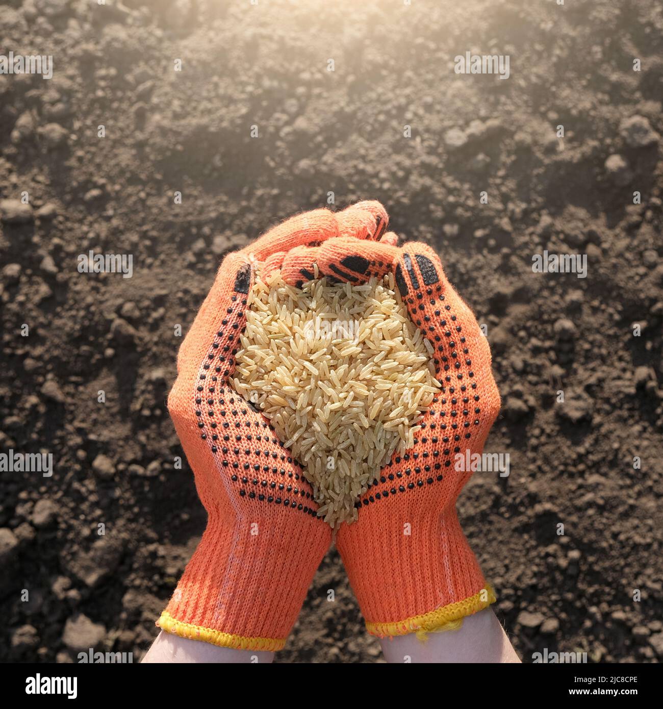 Rice paddy harvest food staple diet hi-res stock photography and images ...
