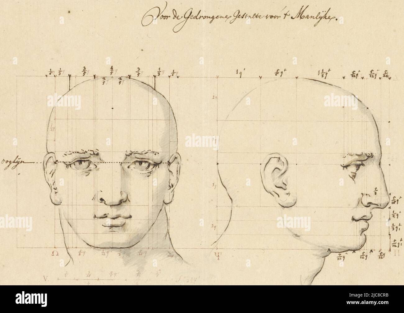 Studies of a man's head in proper proportions. In the lower left are ...