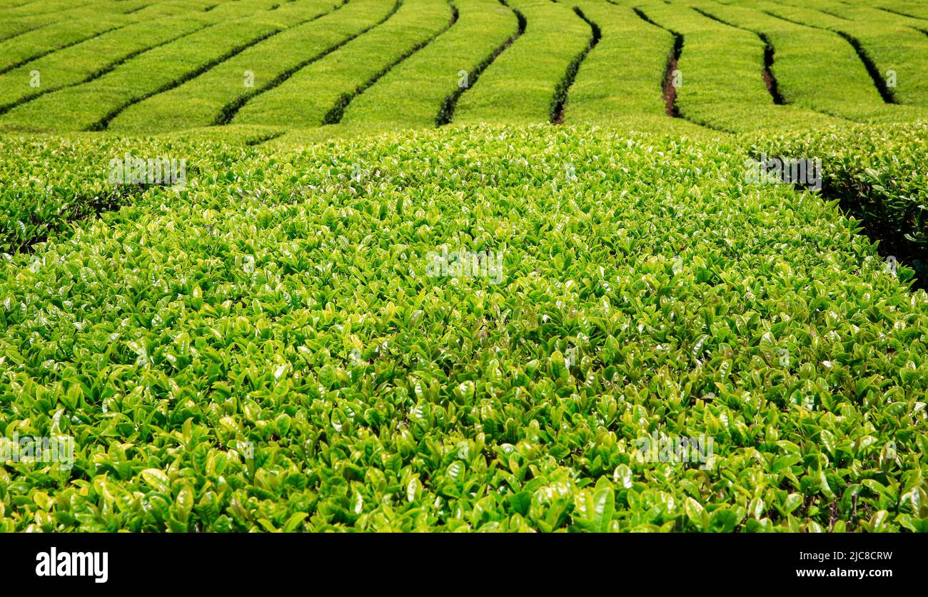 Spring scenery of green tea fields with young, green leaves sprouting ...