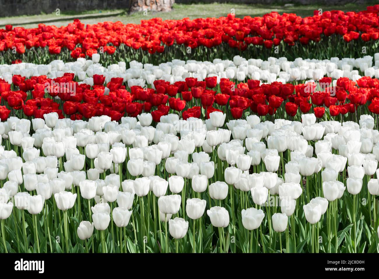Colorful Tulips in Emirgan Park. Istanbul Tulip Festival. Istanbul ...