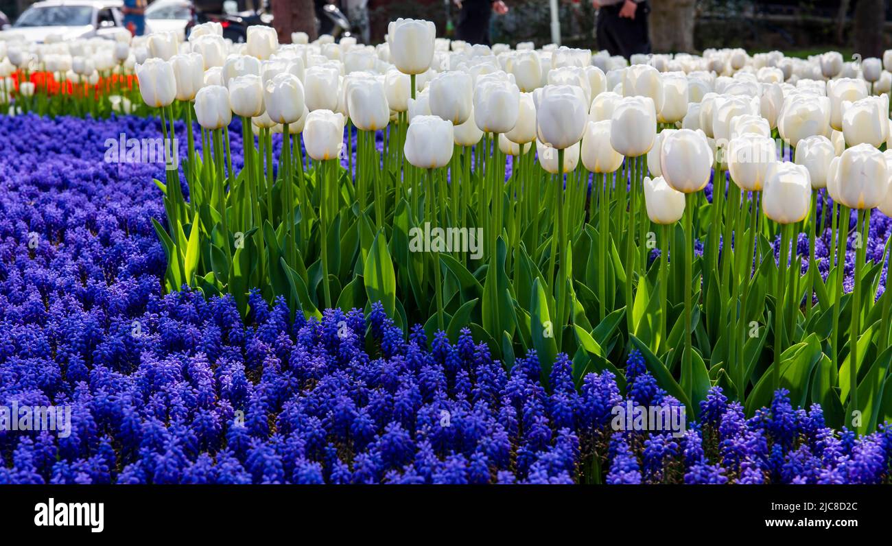 Colorful Tulips in Emirgan Park. Istanbul Tulip Festival. Istanbul ...