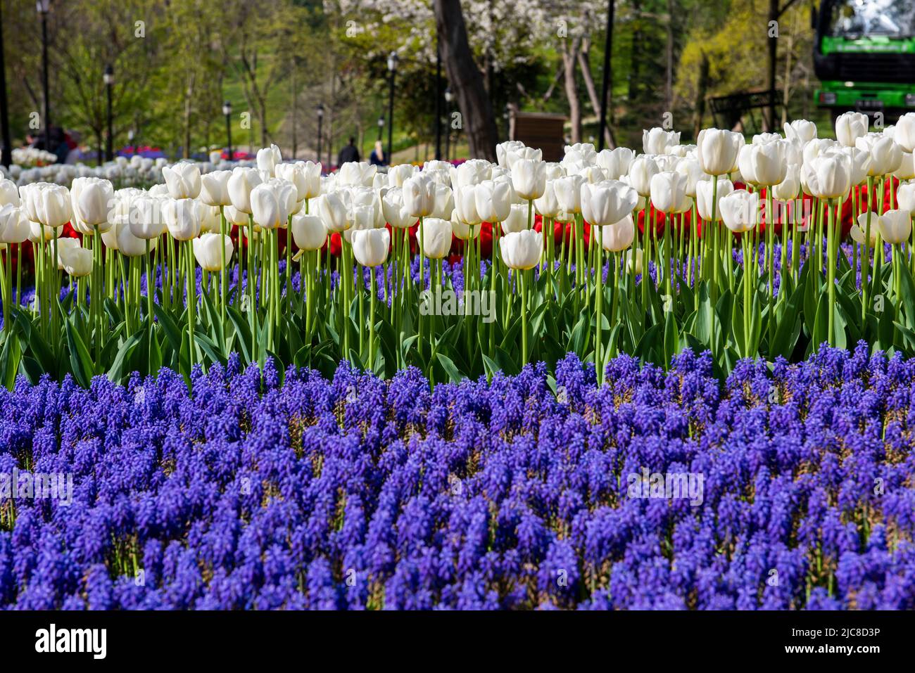 Colorful Tulips in Emirgan Park. Istanbul Tulip Festival. Istanbul ...
