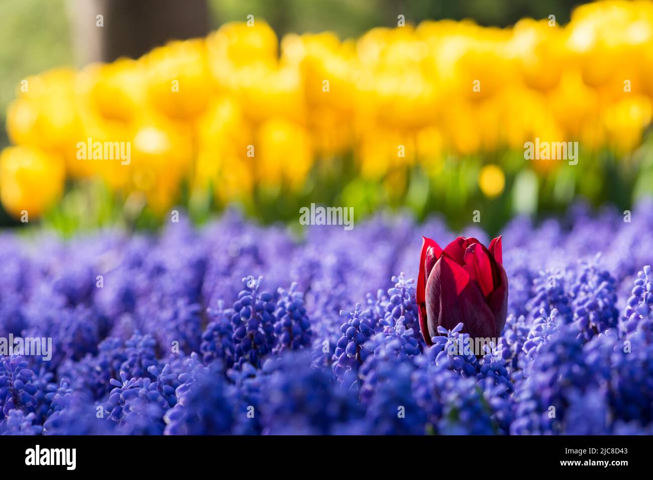 Colorful Tulips in Emirgan Park. Istanbul Tulip Festival. Istanbul ...