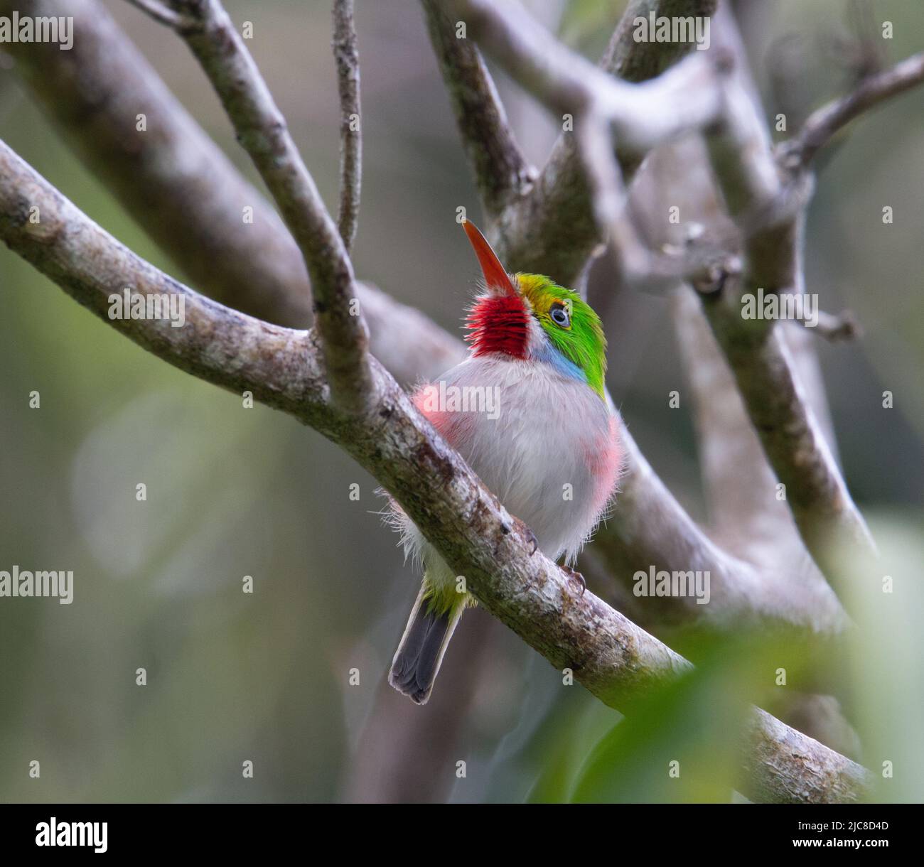 green, white, red and blue Cuban tody sitting on a branch with green ...