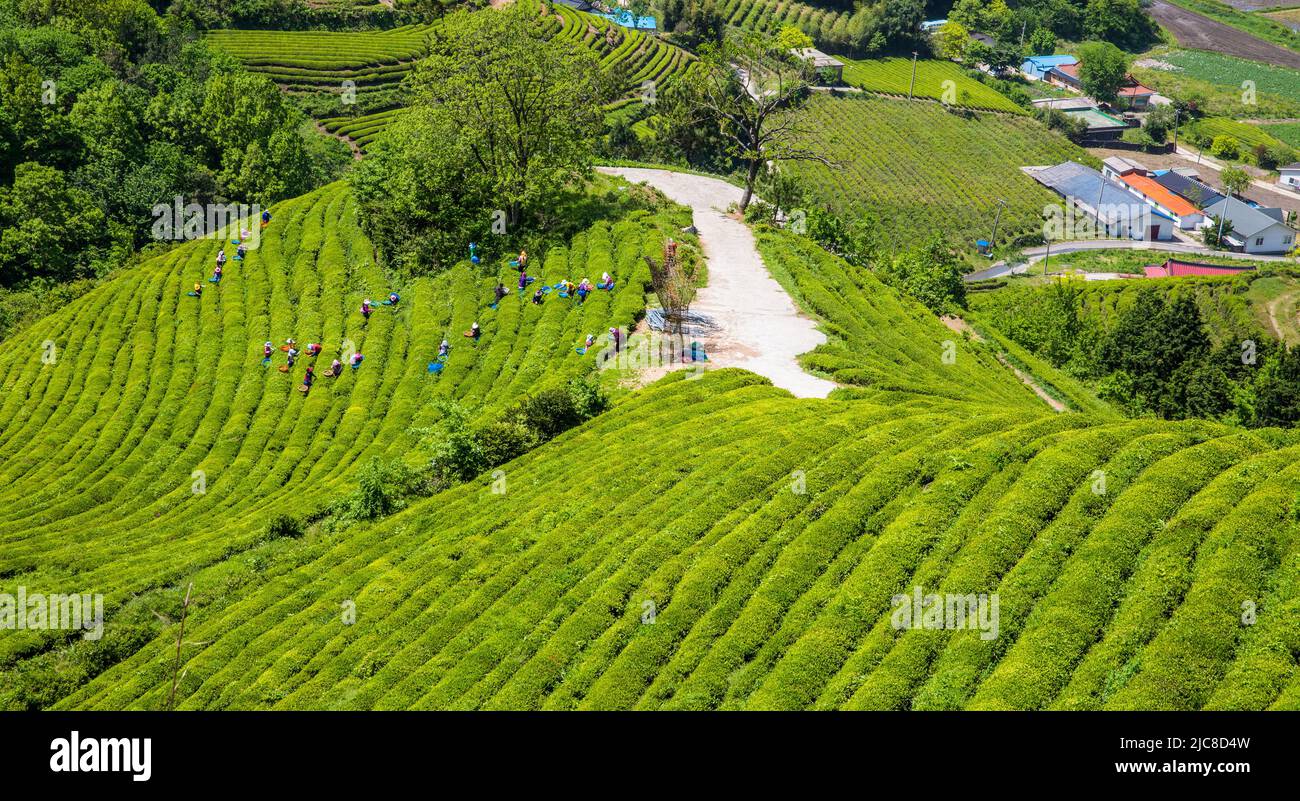 Spring scenery of green tea fields with young, green leaves sprouting ...