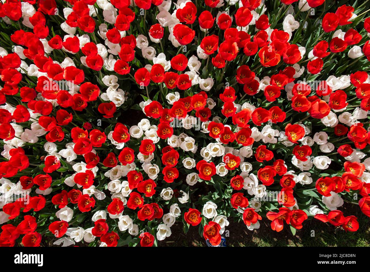 Colorful Tulips in Emirgan Park. Istanbul Tulip Festival. Istanbul ...