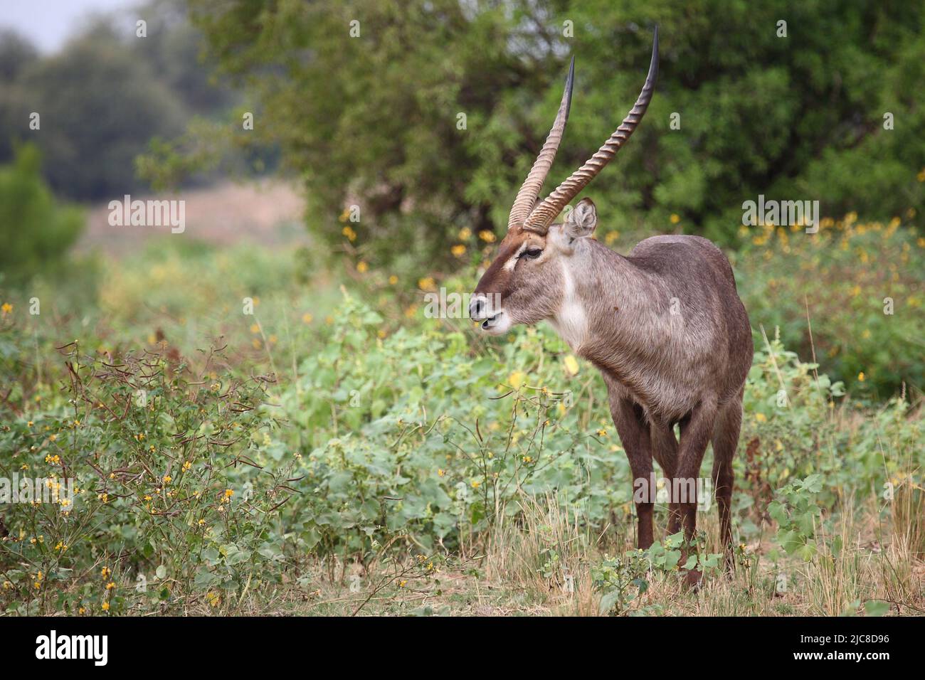 Wasserbock / Waterbuck / Kobus ellipsiprymnus Stock Photo - Alamy