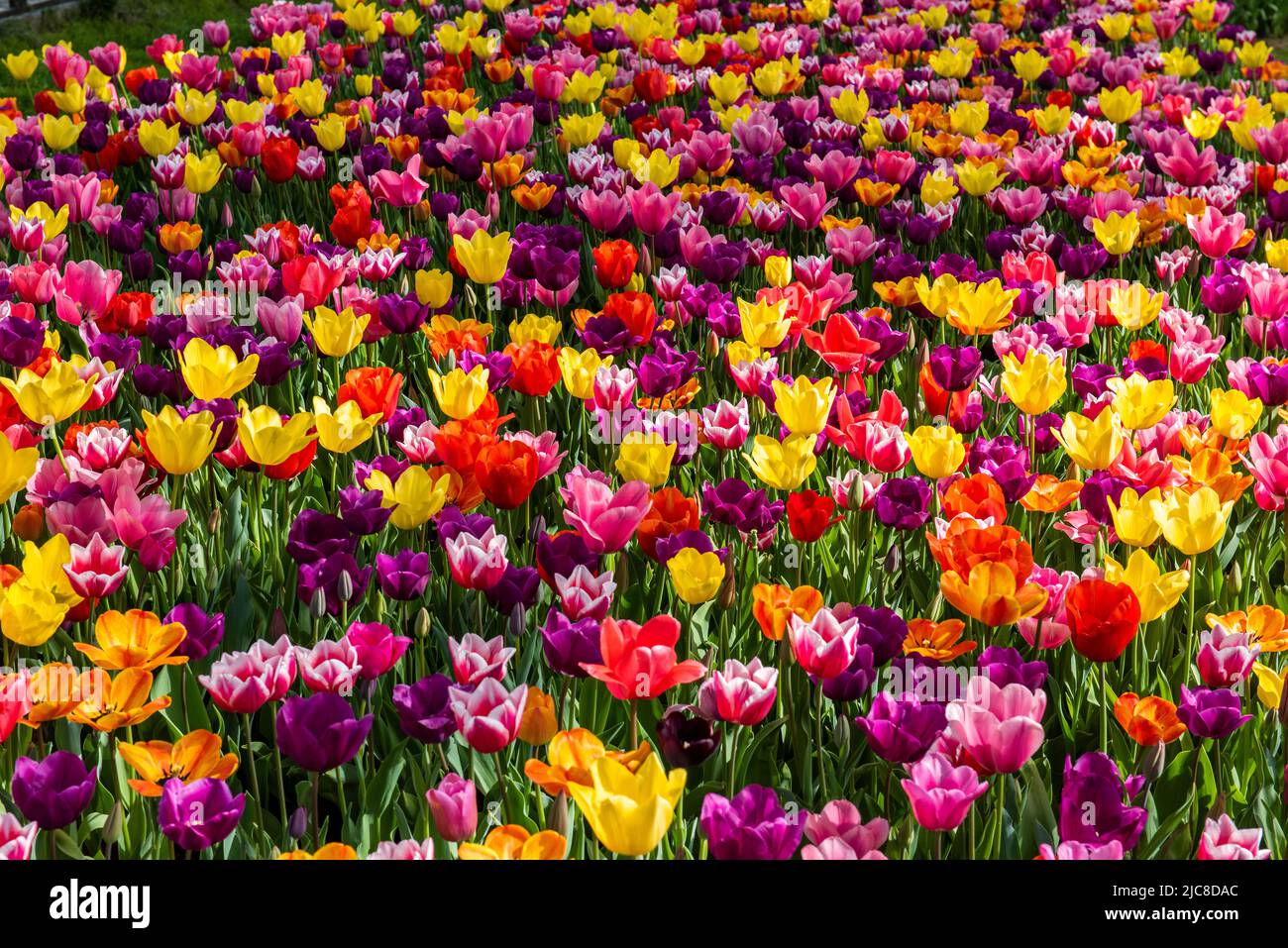 White Tulips with Lavenders. Istanbul Tulip Festival in Emirgan Park ...