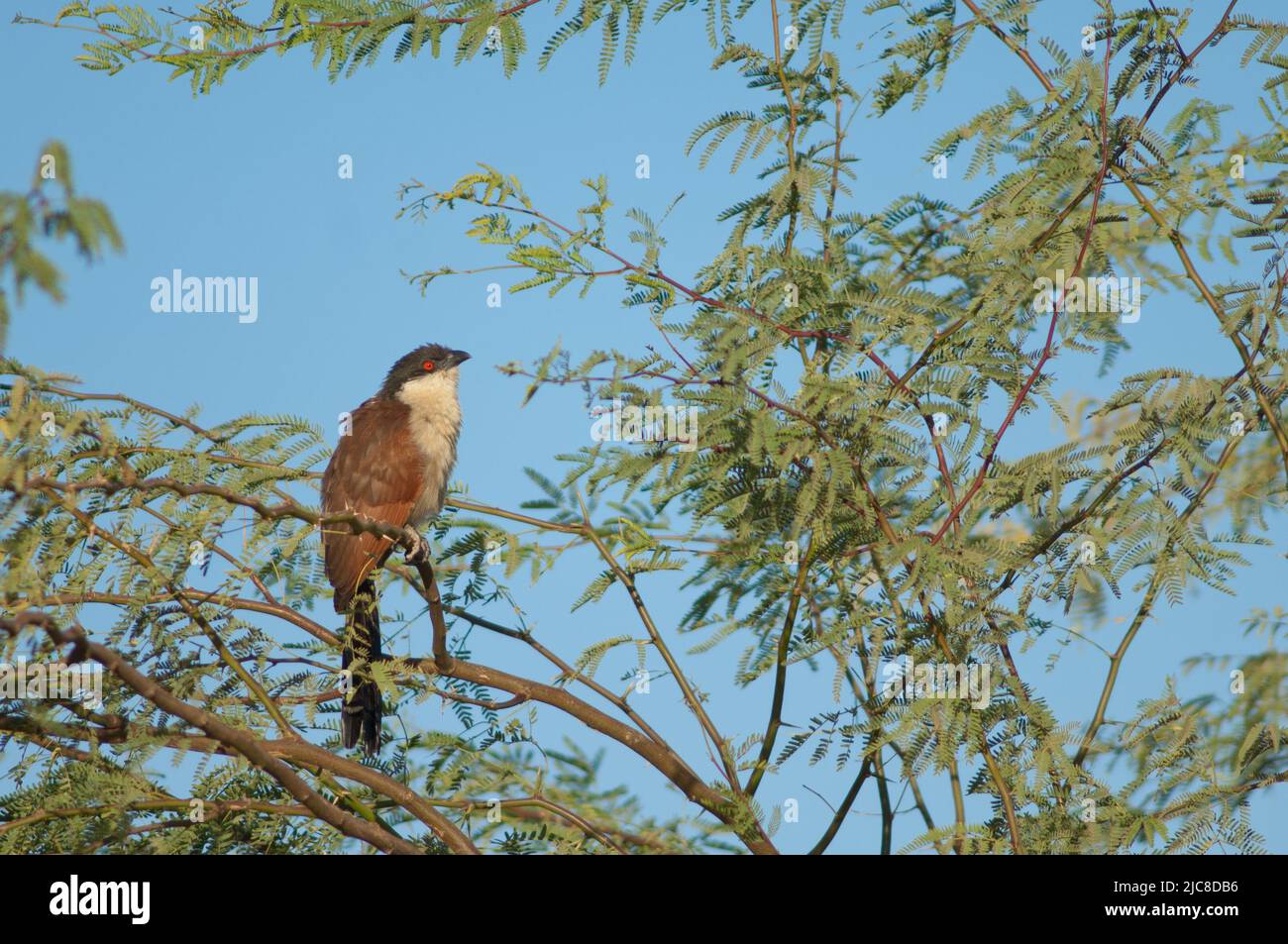 Senegal coucal Centropus senegalensis on a branch of gum acacia ...