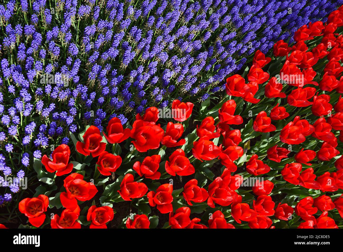 Red Tulips and Lavender. Istanbul Tulip Festival in Emirgan Park ...