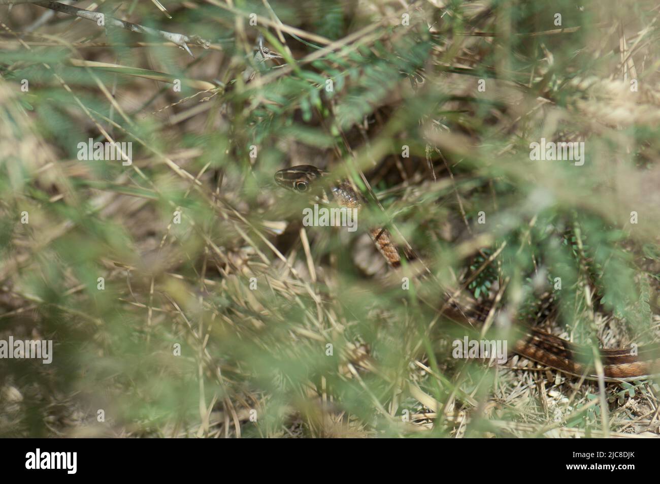 Elegant sand racers hi-res stock photography and images - Alamy