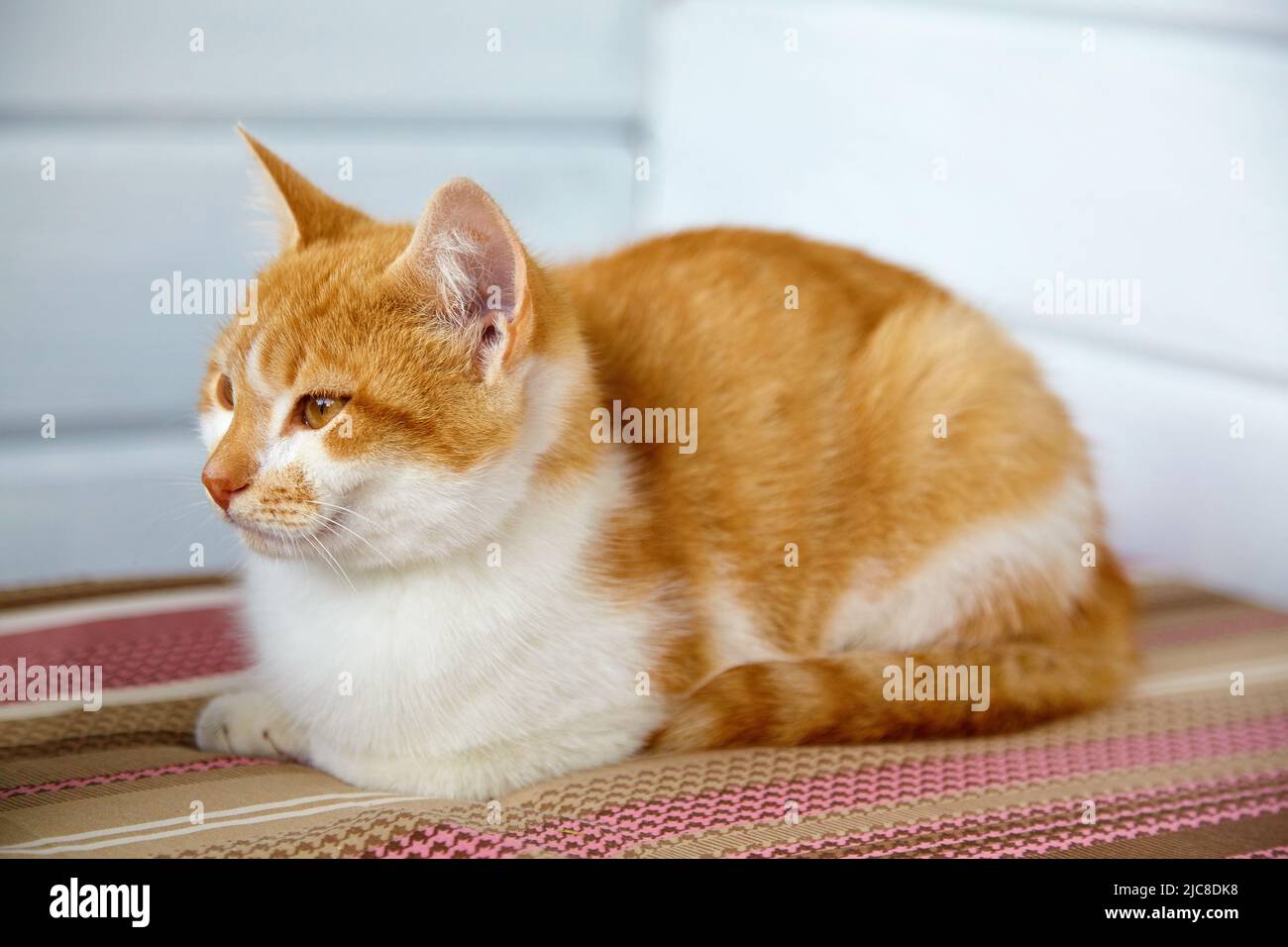 Beautiful ginger cat hi-res stock photography and images - Alamy