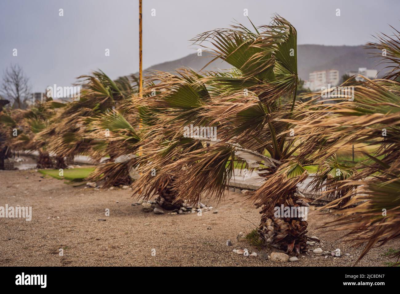 Tropical storm, heavy rain and high winds in tropical climates. Palm ...