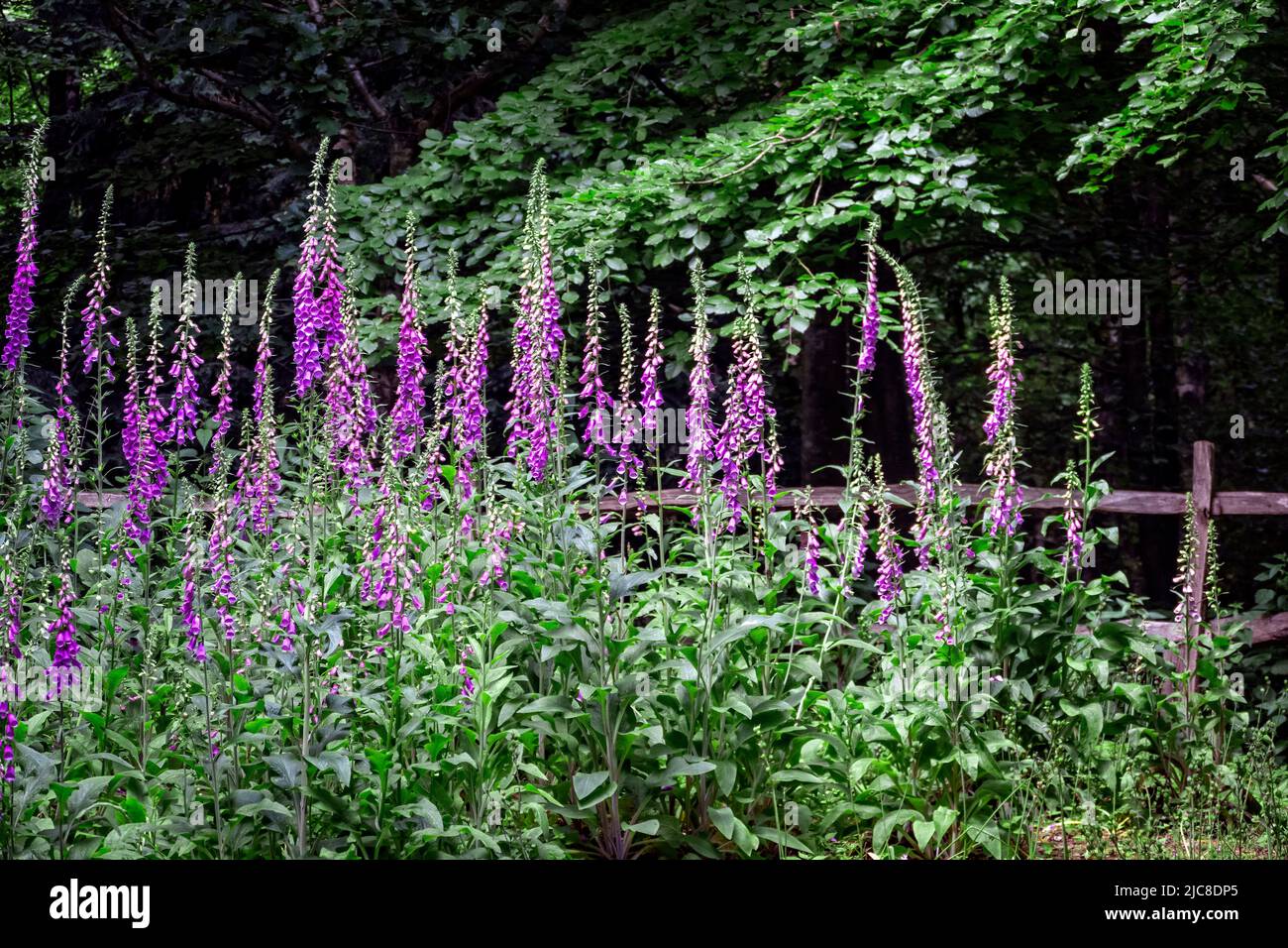 Edwardian garden hi-res stock photography and images - Alamy