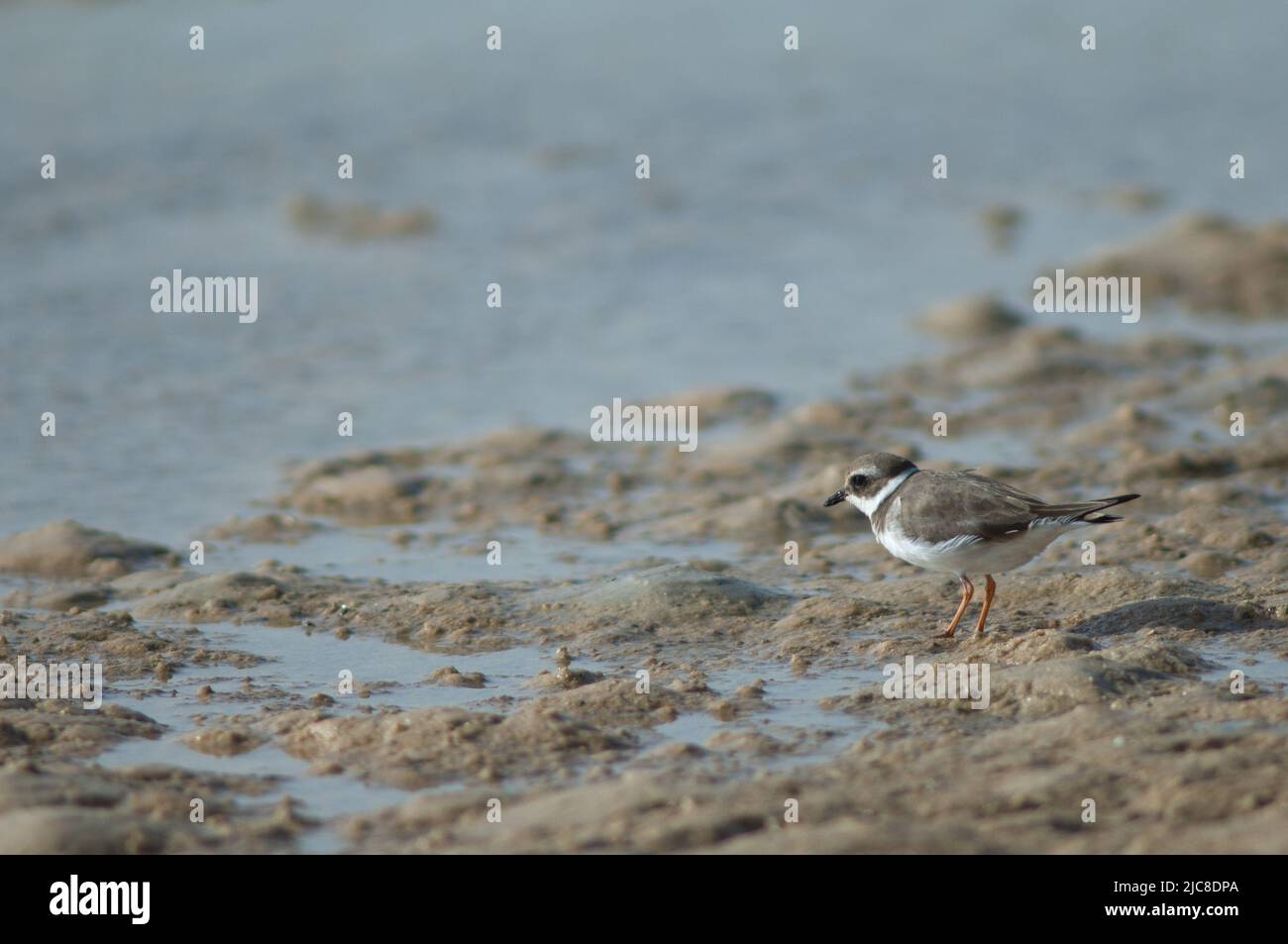 Common ringed plover Charadrius hiaticula. Senegal River. Langue de ...