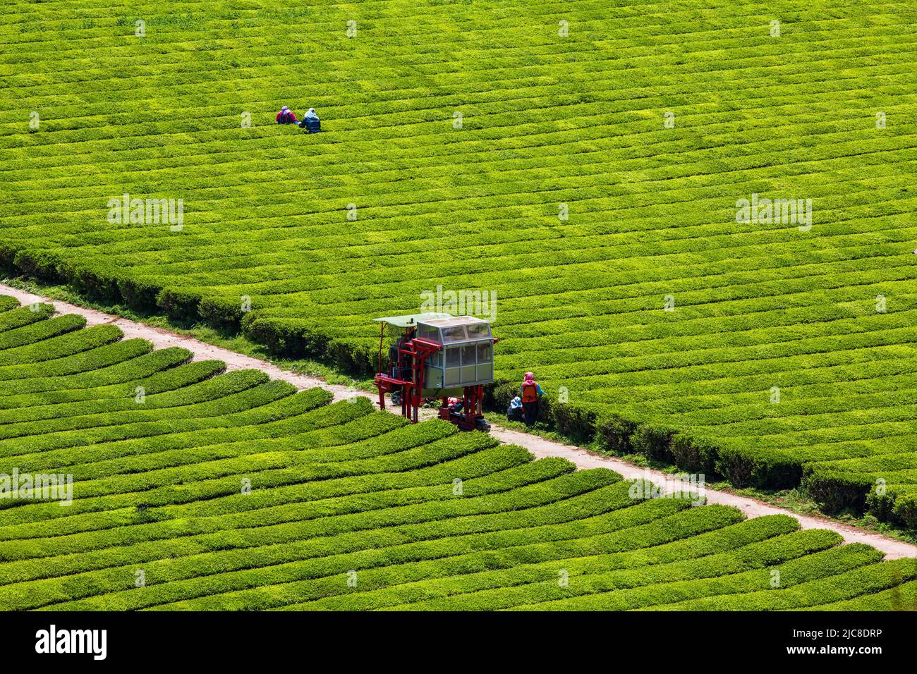 Spring scenery of green tea fields with young, green leaves sprouting ...