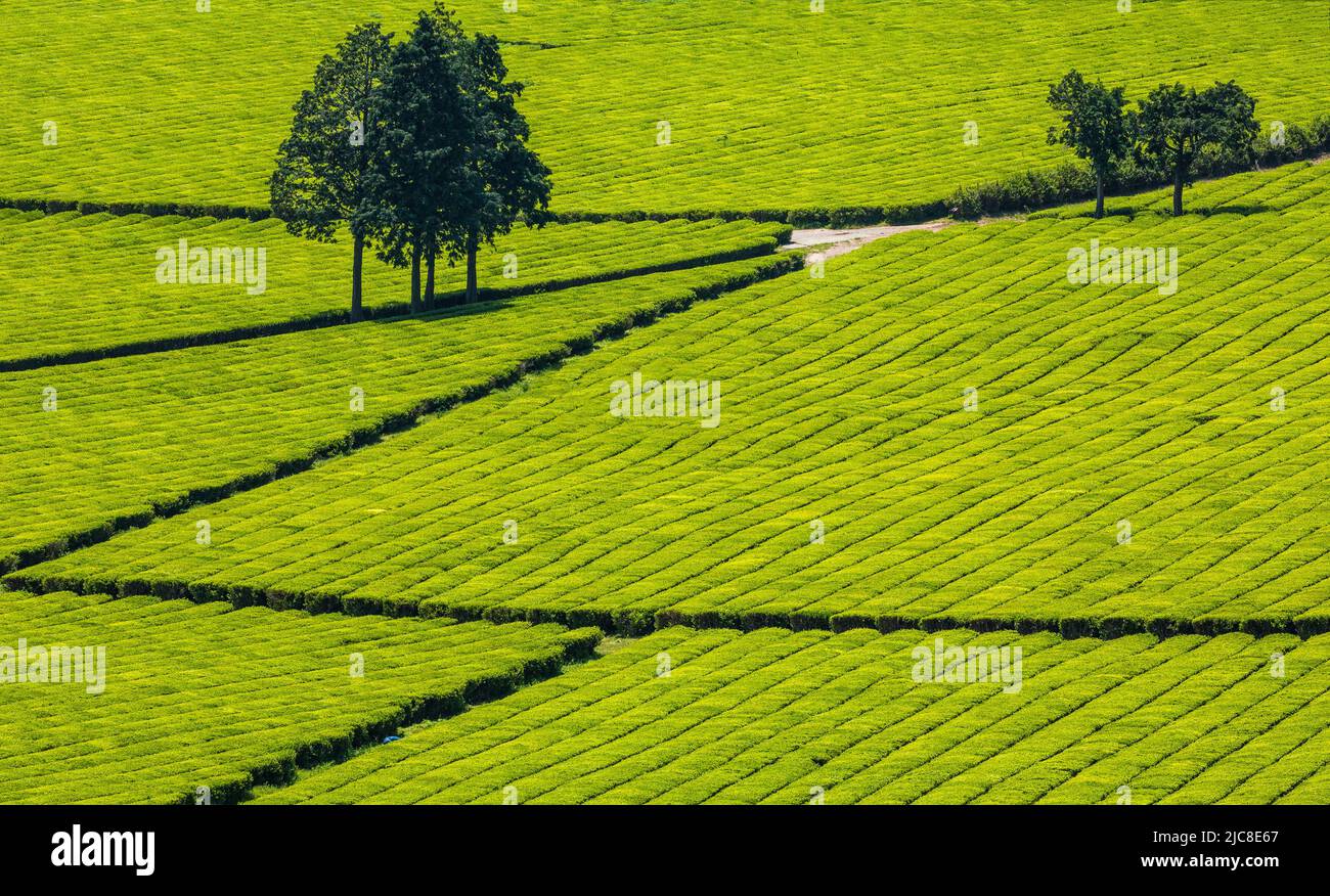 Spring scenery of green tea fields with young, green leaves sprouting ...