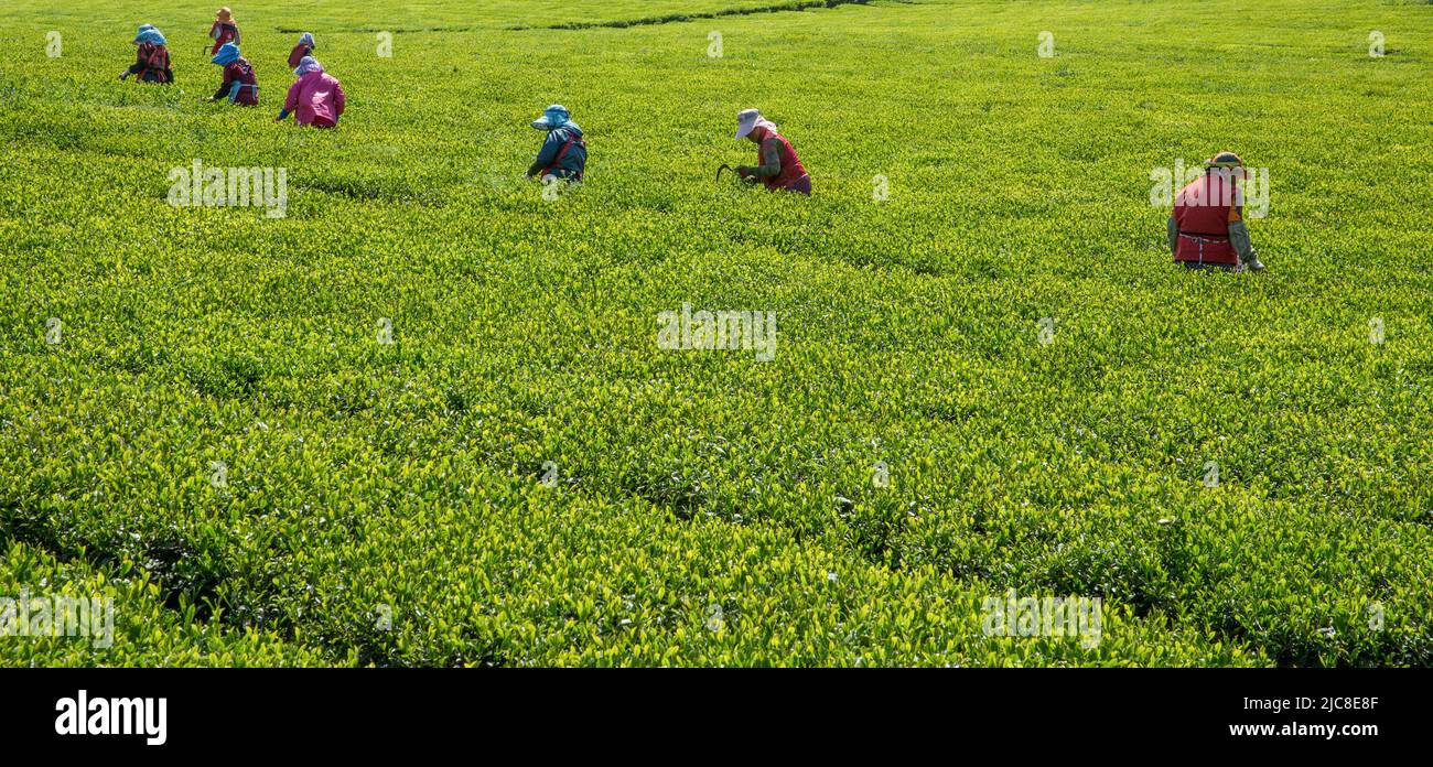 Spring scenery of green tea fields with young, green leaves sprouting ...