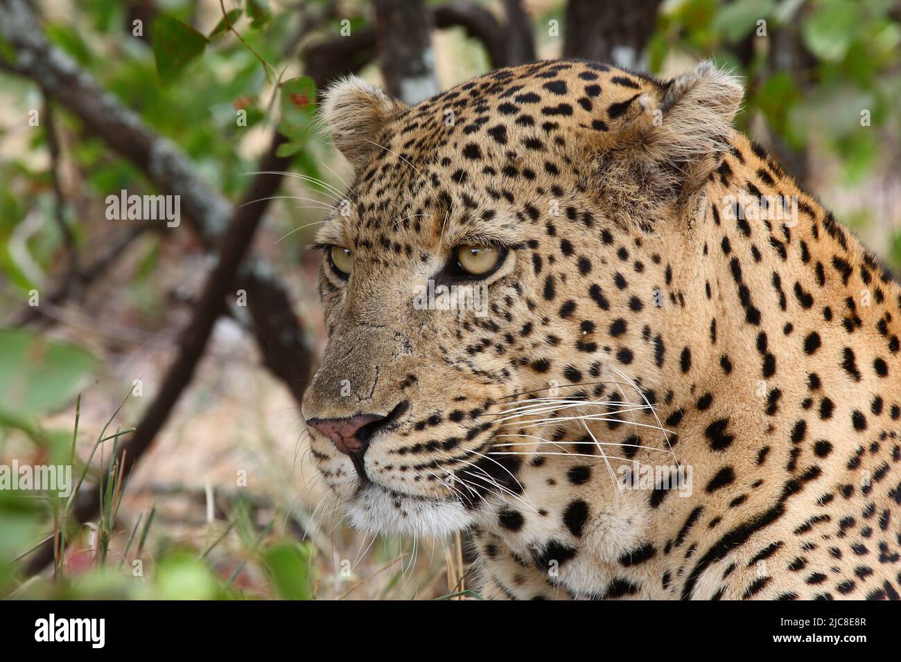 Leopard / Leopard / Panthera pardus Stock Photo - Alamy