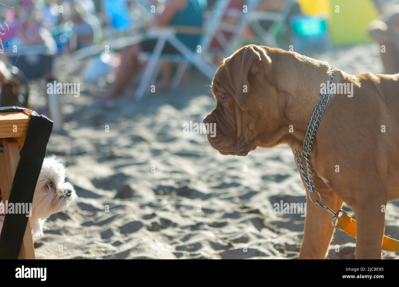 lovely doge de bordeaux puppy on the beach looking at small puppy Stock ...