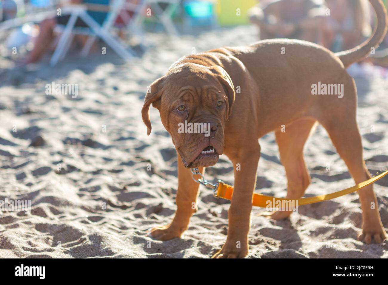 burgundy pug puppy in sand on the beach Stock Photo - Alamy