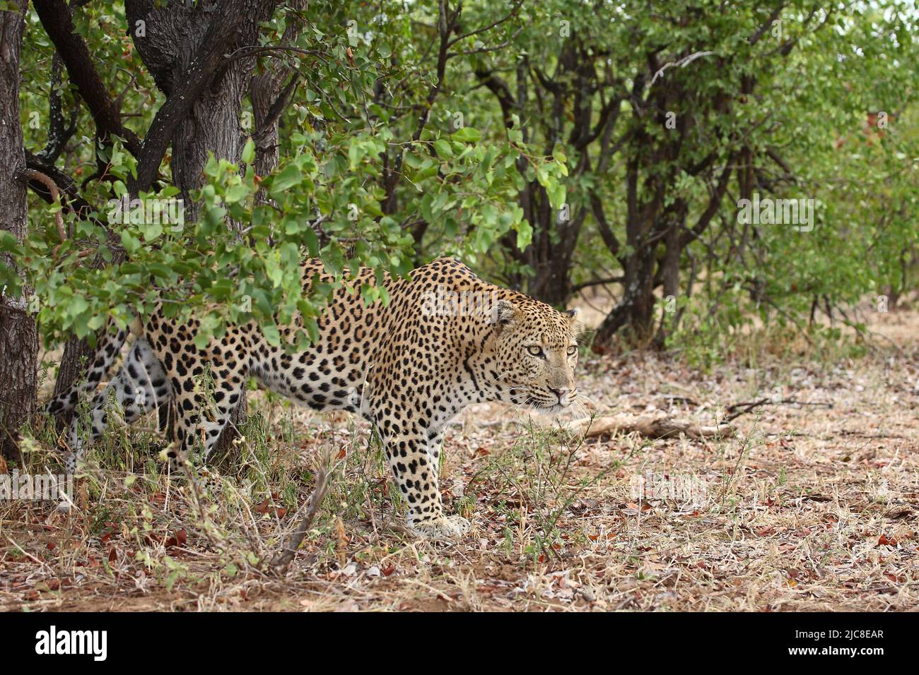 Leopard / Leopard / Panthera pardus Stock Photo - Alamy