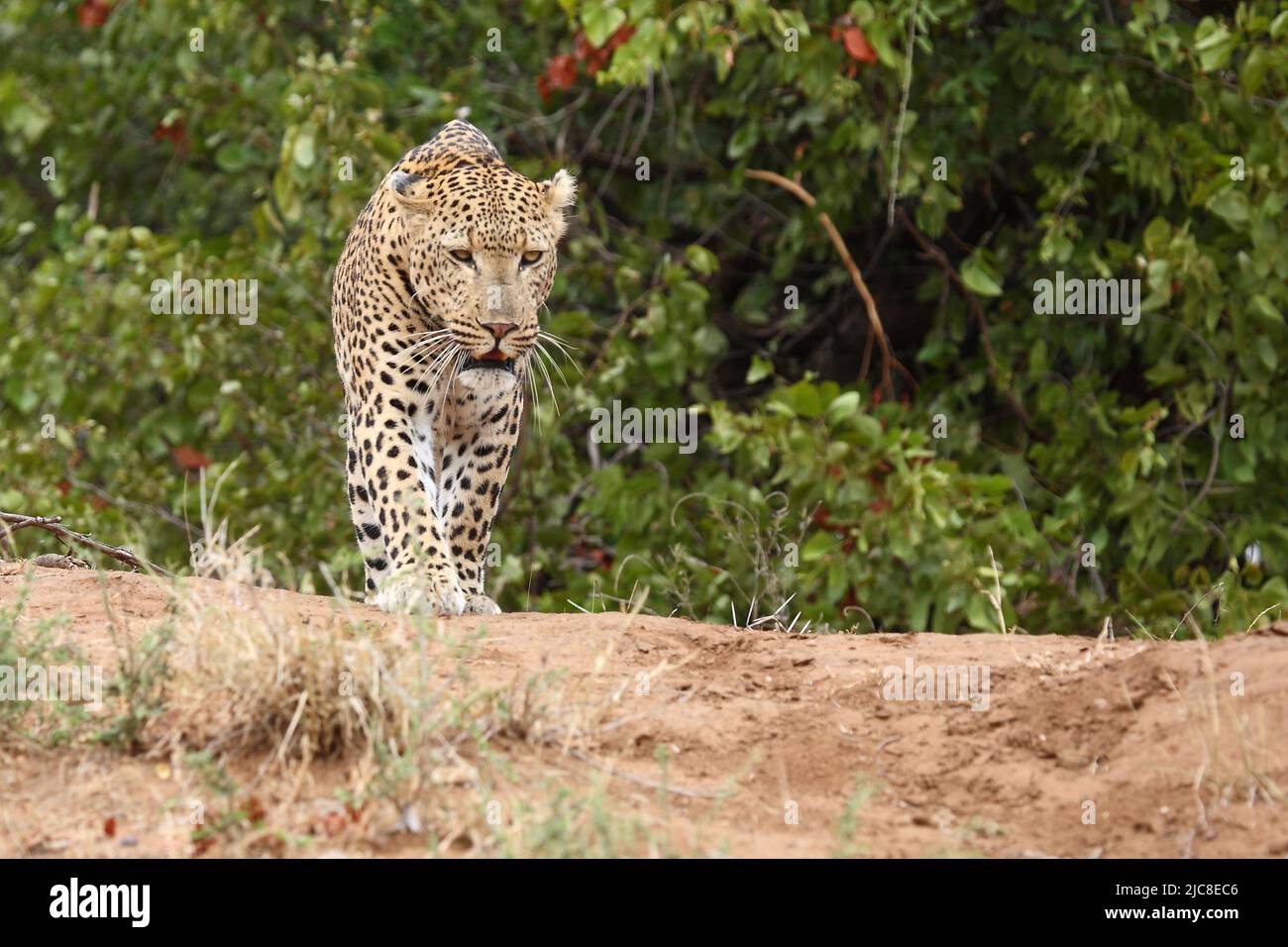 Leopard / Leopard / Panthera pardus Stock Photo - Alamy