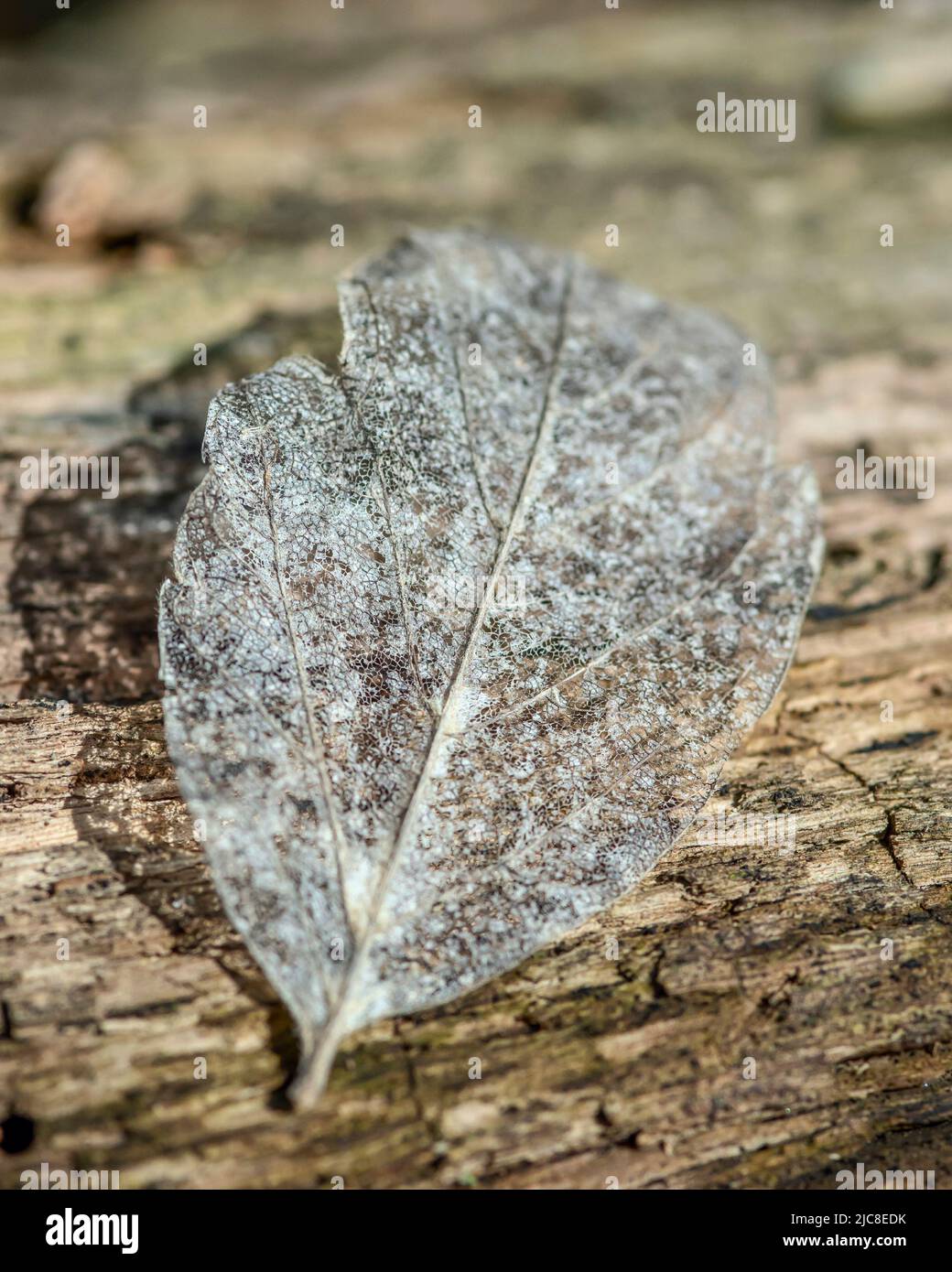 A beautiful leaf frame on an untreated wood surface in the forest ...