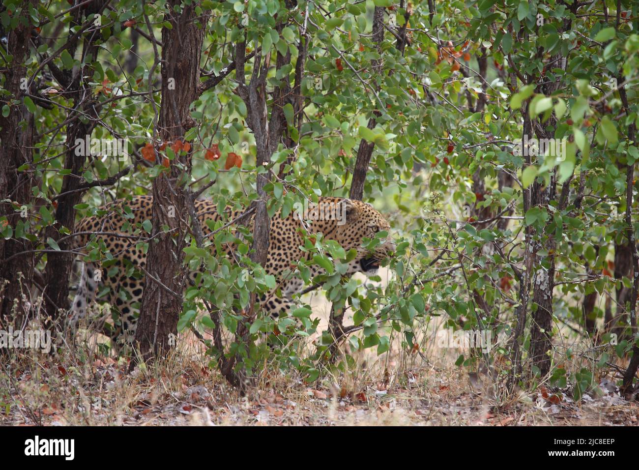 Leopard / Leopard / Panthera pardus Stock Photo - Alamy